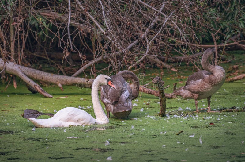 Swan stock photo. Image of sedge, tree, lake, river - 220575892