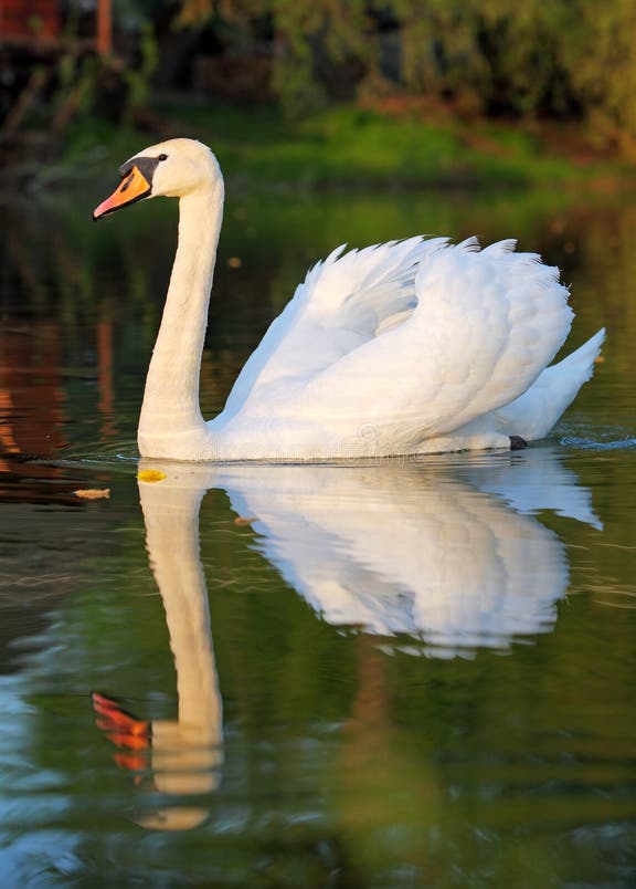 Swan in lake stock image. Image of angel, heaven, amazing - 14053437