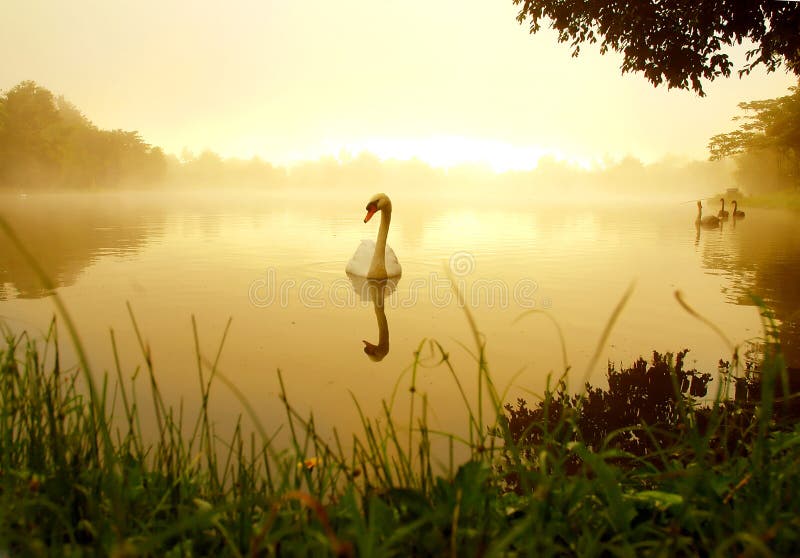 Swan lake stock image. Image of purity, cute, north, reflection - 16829437