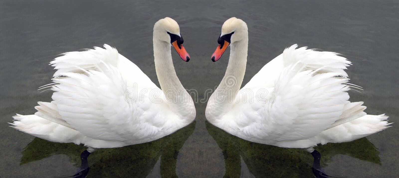 Romantic Swans stock image. Image of white, birds, bird - 15699721