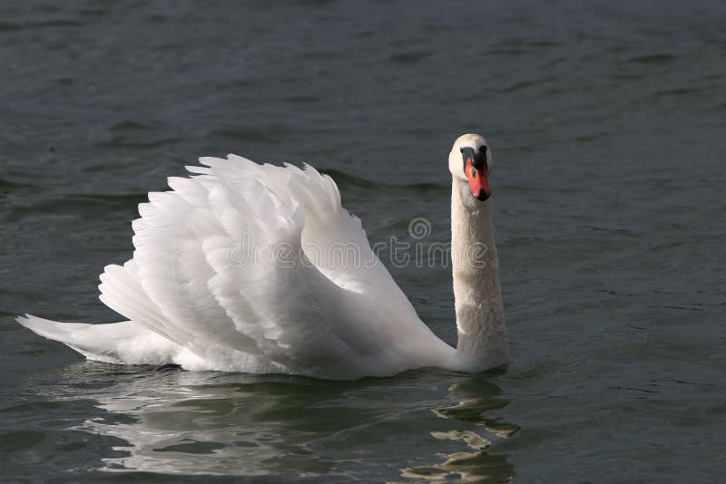 Swan on Lake Constance stock photo. Image of wildlife - 37743354