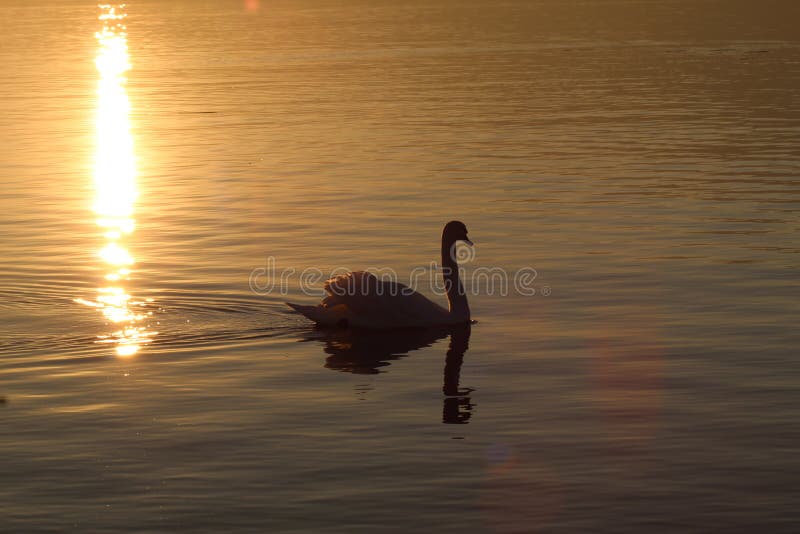 Swan on the lake stock photo. Image of swan, lake - 144195990