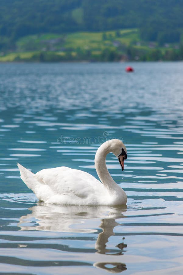 Swan in the lake in Europe stock photo. Image of love - 133402246