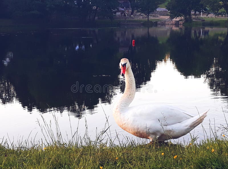 The swan stock image. Image of bird, idyllic, nature - 120509935