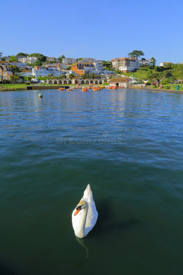 Swan on the lake stock image. Image of destination, swan - 190857125