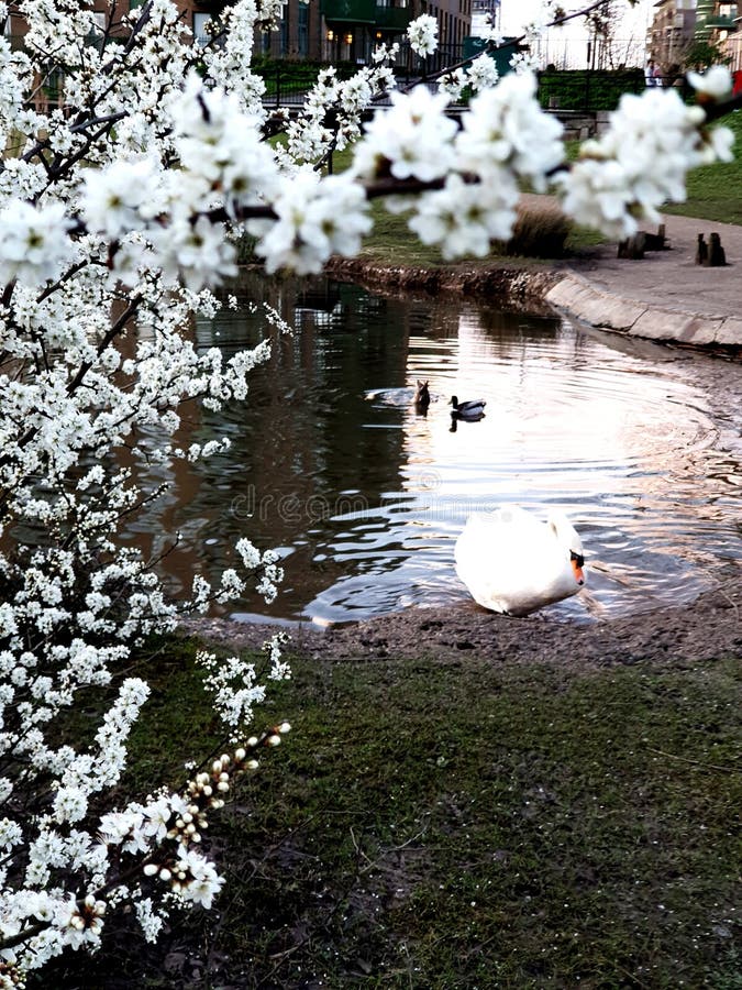 Swan stock photo. Image of white, swan, flower, nature - 176842968