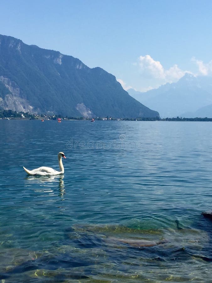 Swan stock image. Image of switzerlnad, swan, geneva - 57930251