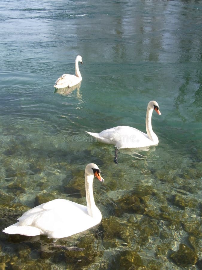 Swan lake geneva stock image. Image of water, swan, green - 73036491