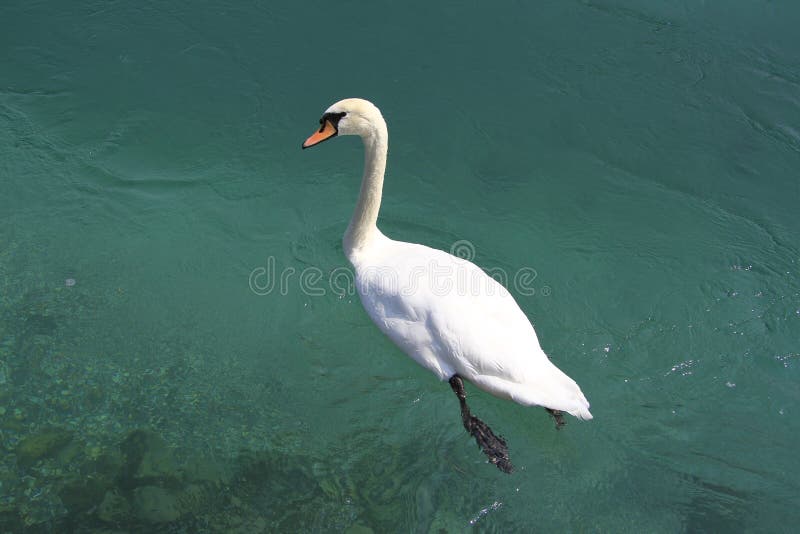 Swan on Lake Geneva stock image. Image of wings, white - 69716439