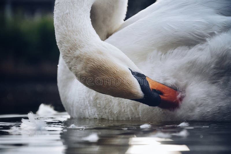 264 Sad Swan Photos - Free & Royalty-Free Stock Photos from Dreamstime