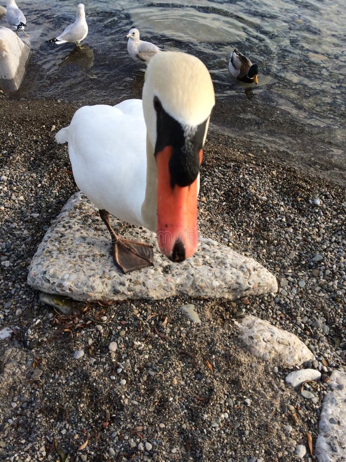 Swan at the Lake Ontario, Toronto on, Canada. Spring 2018 Stock Photo ...