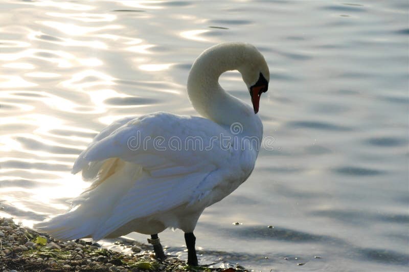 Swan on the Lake Spread Wings Close Details Stock Image - Image of ...