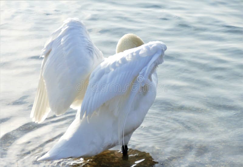 Swan on the Lake Spread Wings Close Details Stock Image - Image of cold ...
