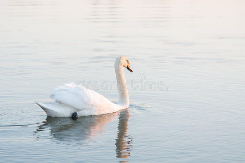 One Swan on the Lake in Spring Stock Photo - Image of animal, elegance ...
