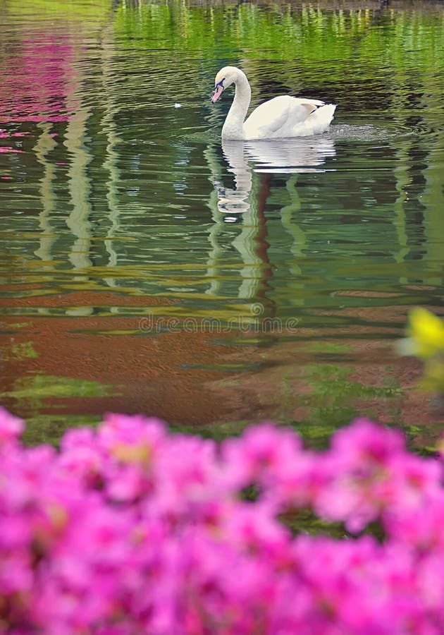 Swan on lake in spring stock image. Image of duck, peaceful - 85336225
