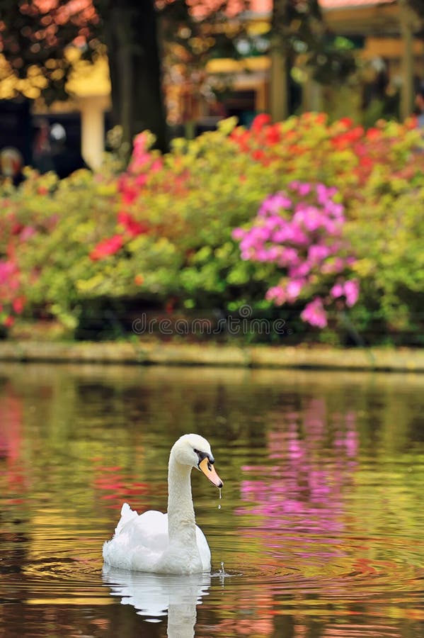 Swan on lake in spring stock image. Image of calm, europe - 85410667