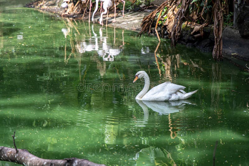 Swan on the lake stock image. Image of water, birds - 151050867