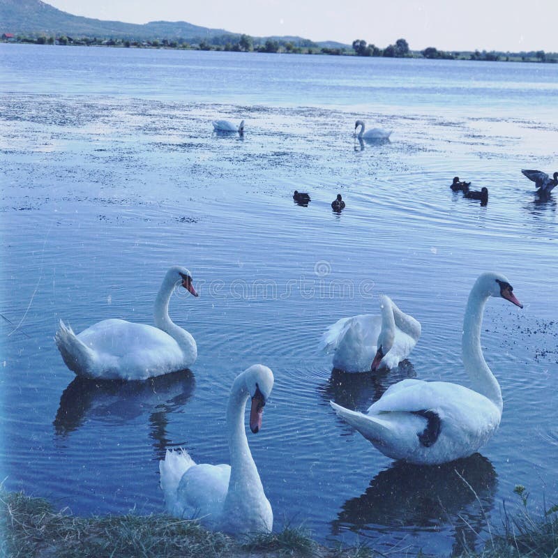 Swans Swamped Stock Photos - Free & Royalty-Free Stock Photos from ...