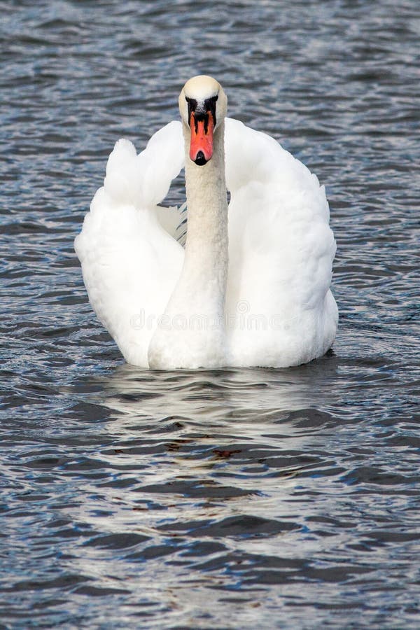 A Swan in a Lake Swimming with Front Facing Stock Photo - Image of full ...
