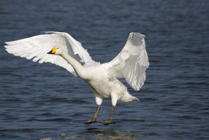 Swan Landing on a Lake stock photo. Image of moving, flying - 2329356