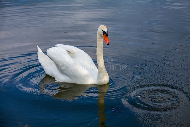 Swan stock image. Image of elegance, bird, wild, reflection - 184589851