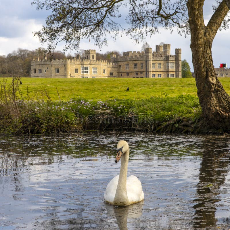 Swan at Leeds Castle in Kent, UK Editorial Stock Photo - Image of ...