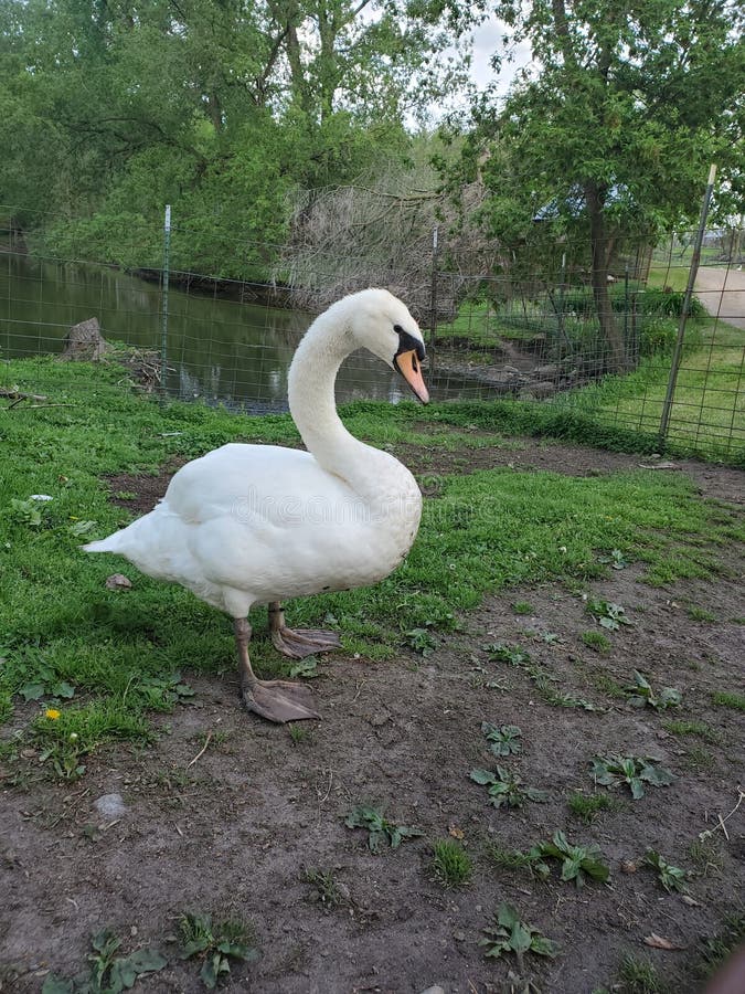 Swan life zoo pond elegant stock image. Image of pond - 192111895