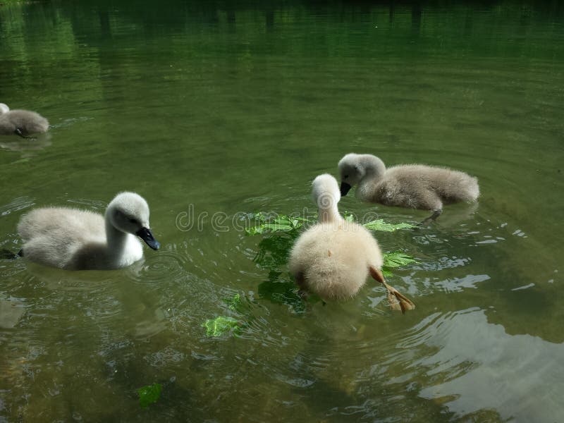 Swan stock photo. Image of vrelobosne, little, swan, water - 53758902