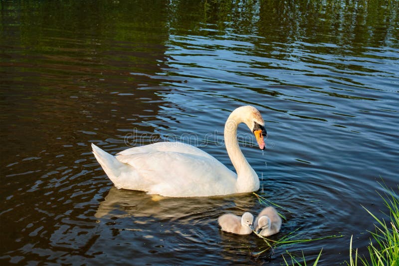 Swan with little swans stock photo. Image of growing, swans - 1697432