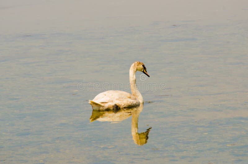Swan 3 stock photo. Image of nature, skayen, visiting - 98503360