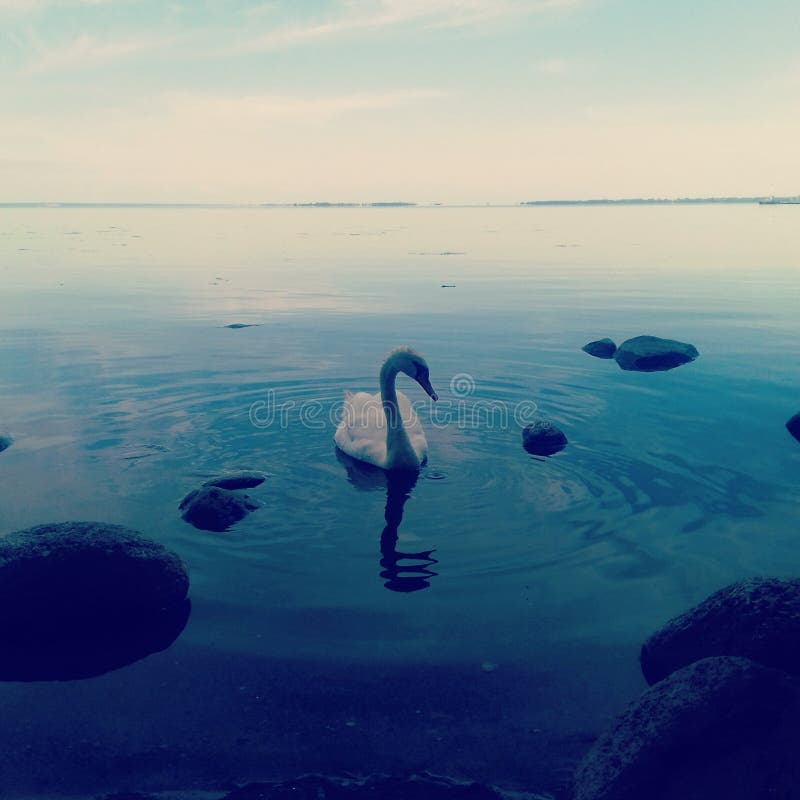 A swan stock photo. Image of calm, swan, lonely, rocks - 97127886