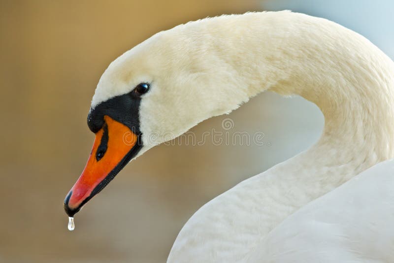 Swan look stock photo. Image of bird, lake, love, beautiful - 23004074