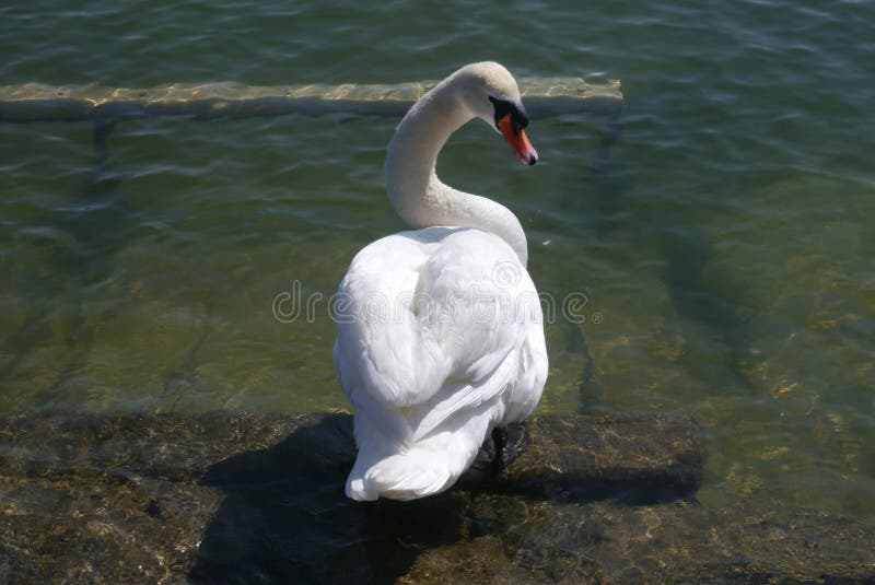 Swan looking back stock photo. Image of bodensee, shoulder - 56262186
