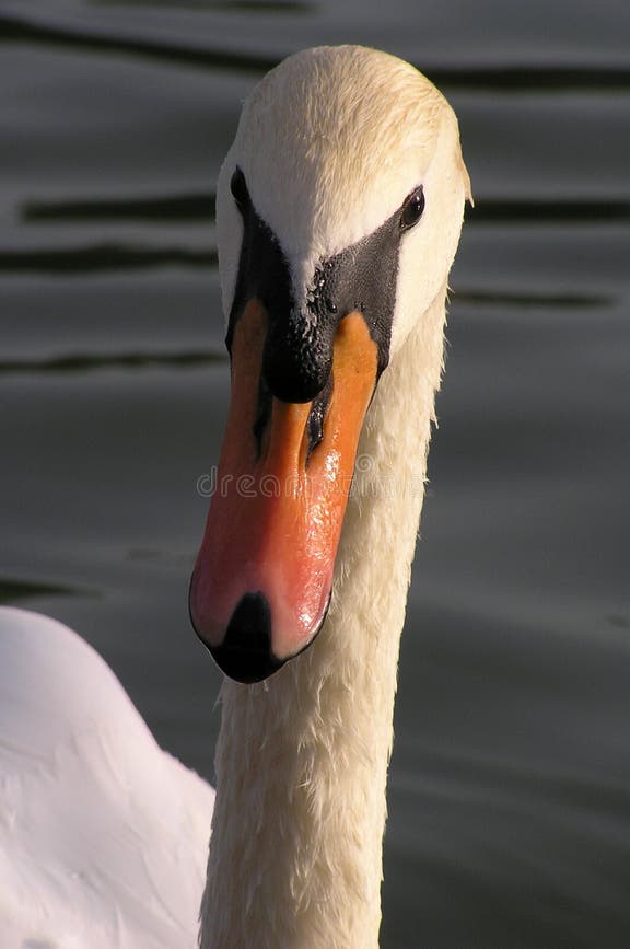 Swan looking at camera stock image. Image of staring - 110578261