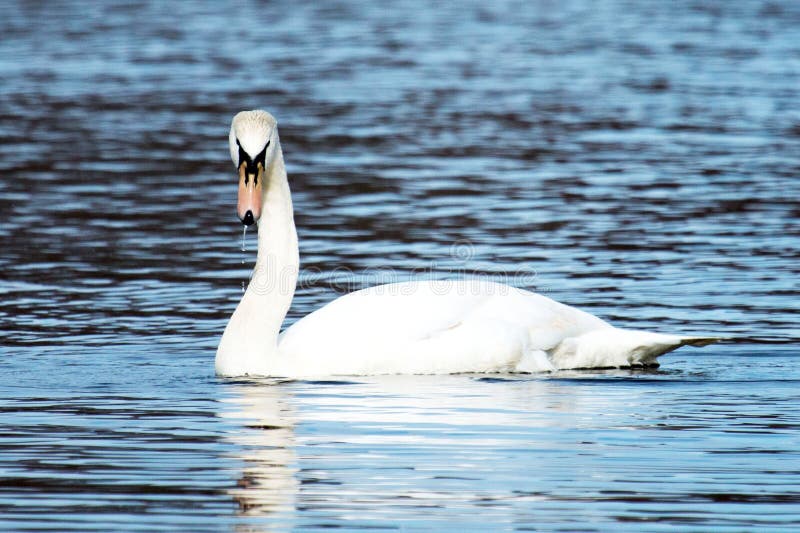 Swan looking at the camera stock photo. Image of water - 92360786
