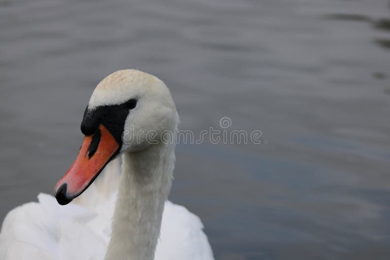 Swan Looking Left with a Water Backdrop Stock Image - Image of wildfowl ...