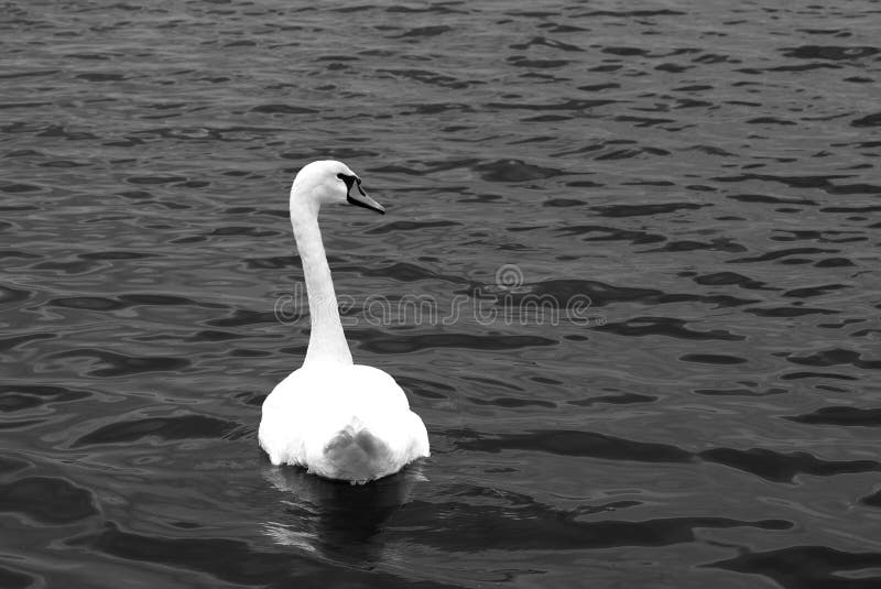 Swan stock image. Image of back, monochrome, bird, swim - 73080505