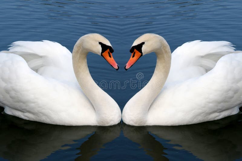 Swans heart sunset stock photo. Image of life, couple - 21251116