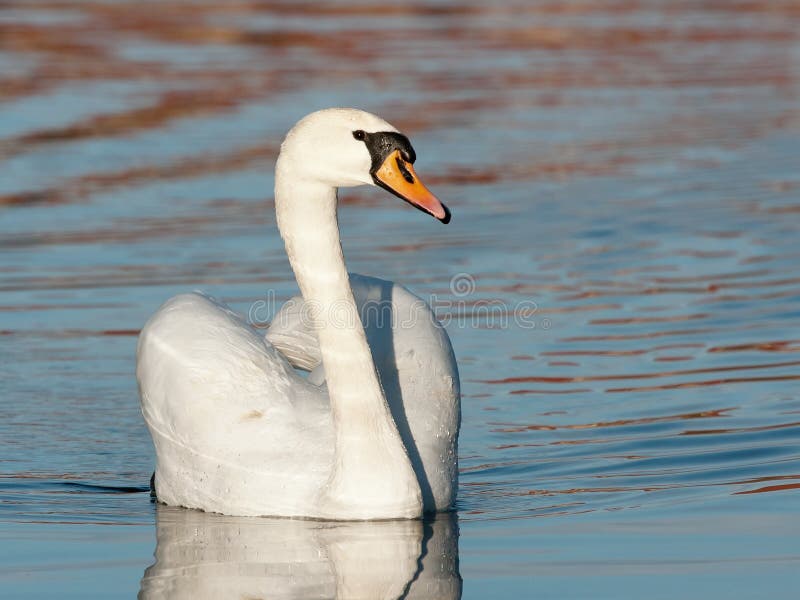 Swan male stock image. Image of male, floating, swan - 18942371