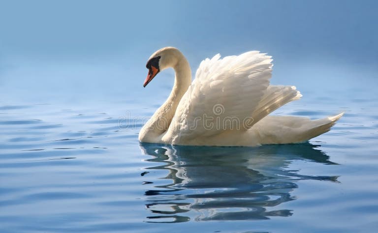 6,854 Closeup Swan Swimming Lake Stock Photos - Free & Royalty-Free ...