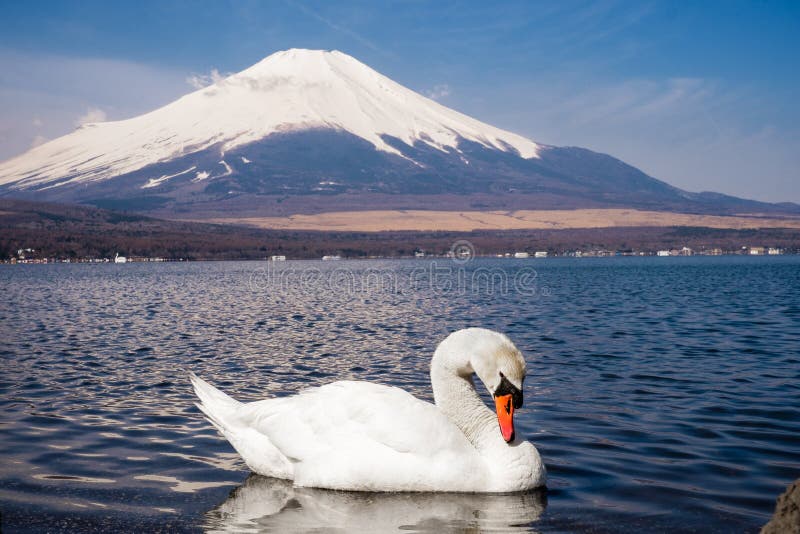 Swan by the mount Fuji stock photo. Image of swan, heritage - 47089638