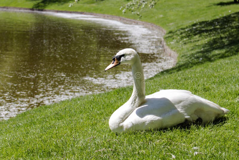 Swan Mouth Rest on the Shore of the Lake Stock Photo - Image of flora ...