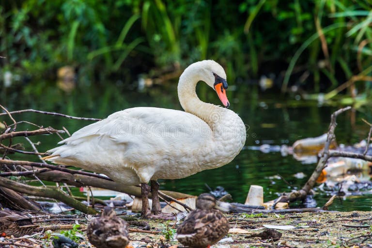 478 Sad Swan Stock Photos - Free & Royalty-Free Stock Photos from ...
