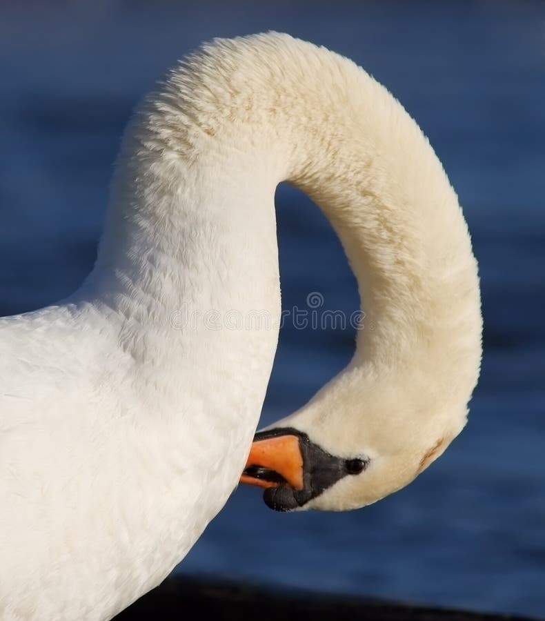 Swan neck stock photo. Image of closeup, bird, neck, feathers - 1657420