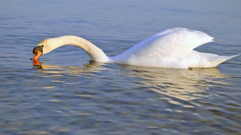 Swan with Neck Stretched Out Stock Photo - Image of stretched, wildlife ...