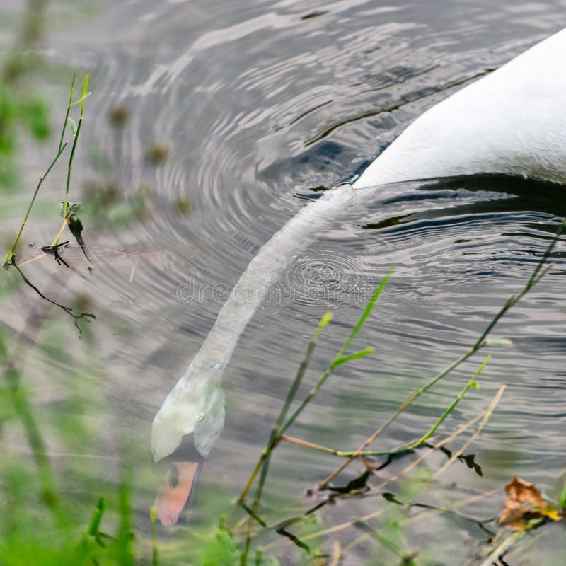 Swan neck underwater stock image. Image of animal, olor - 61804499