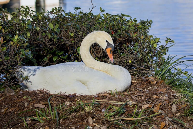 Swan Nest In Mountain Lake. Mother Bird And Babies Stock Image - Image ...