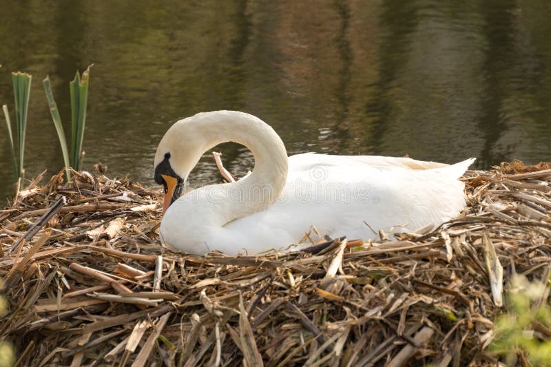 A Nesting Swan With Cygnets By The Lake In Lakeland Florida. Stock ...