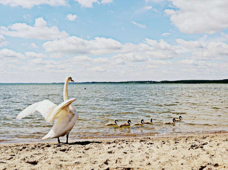 Swan stock photo. Image of view, beach, family, clouds - 87158820
