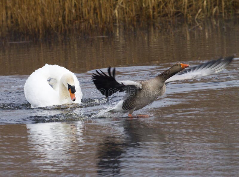 Swan not liking a goose stock photo. Image of swan, nature - 25985912